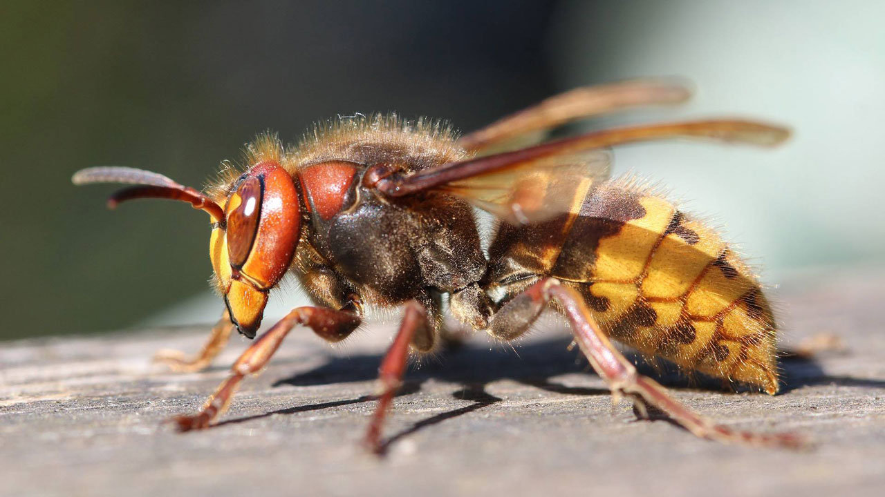Disinfestazione Calabrone Provincia Torino